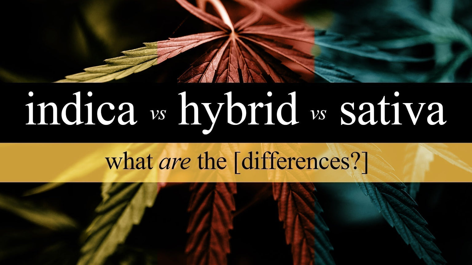 Indica vs Sativa vs Hybrid: What’s the Difference?